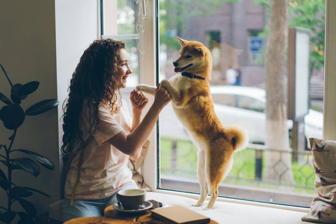 Book Vet Appointment In Madison, ME | Madison Animal Hospital